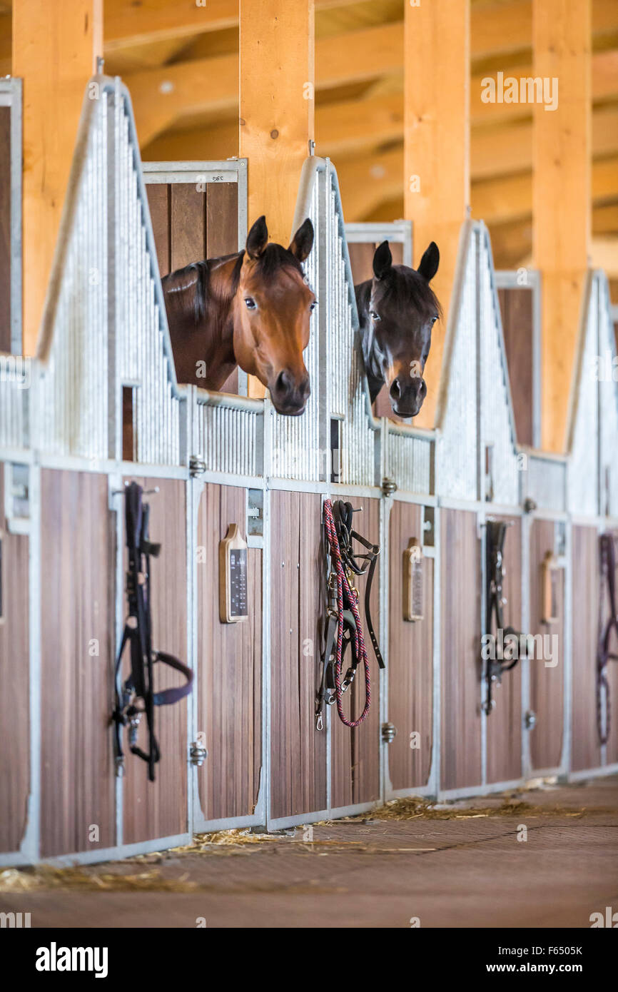 Horse boxes hi-res stock photography and images - Alamy