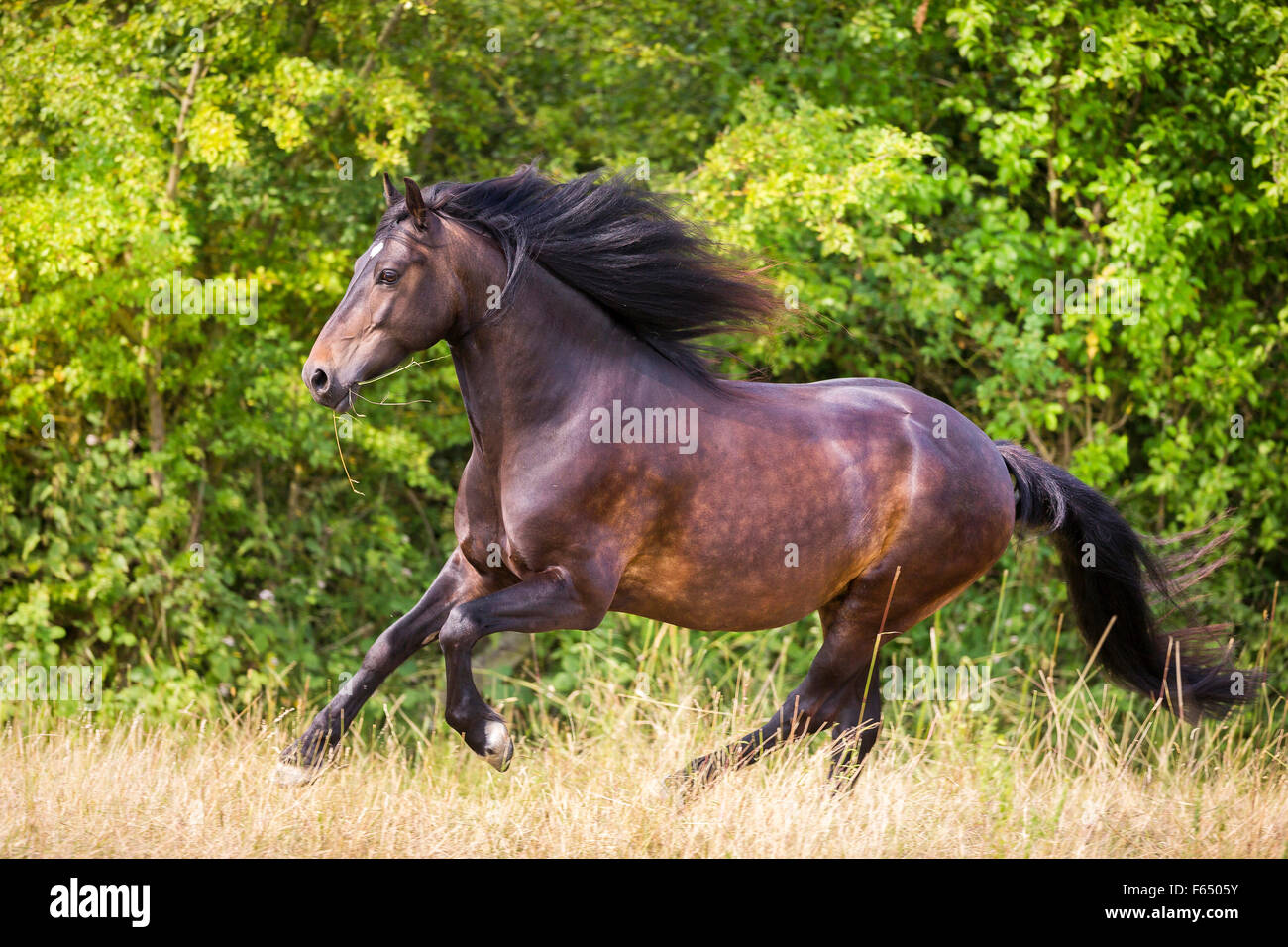 Welsh Cob, Welsh Pony Sektion D. Bay adult galloping on a pasture ...