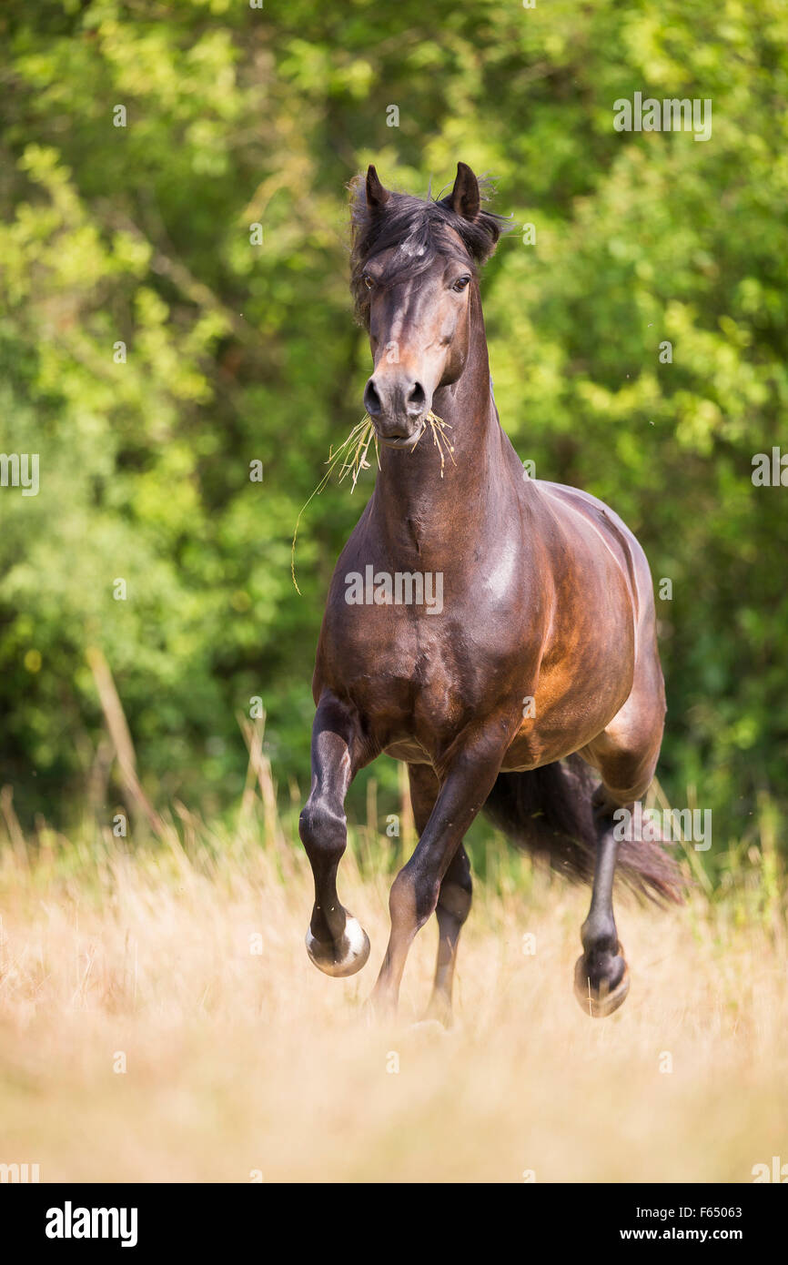 Welsh Cob, Welsh Pony Sektion D. Bay adult galloping on a pasture ...