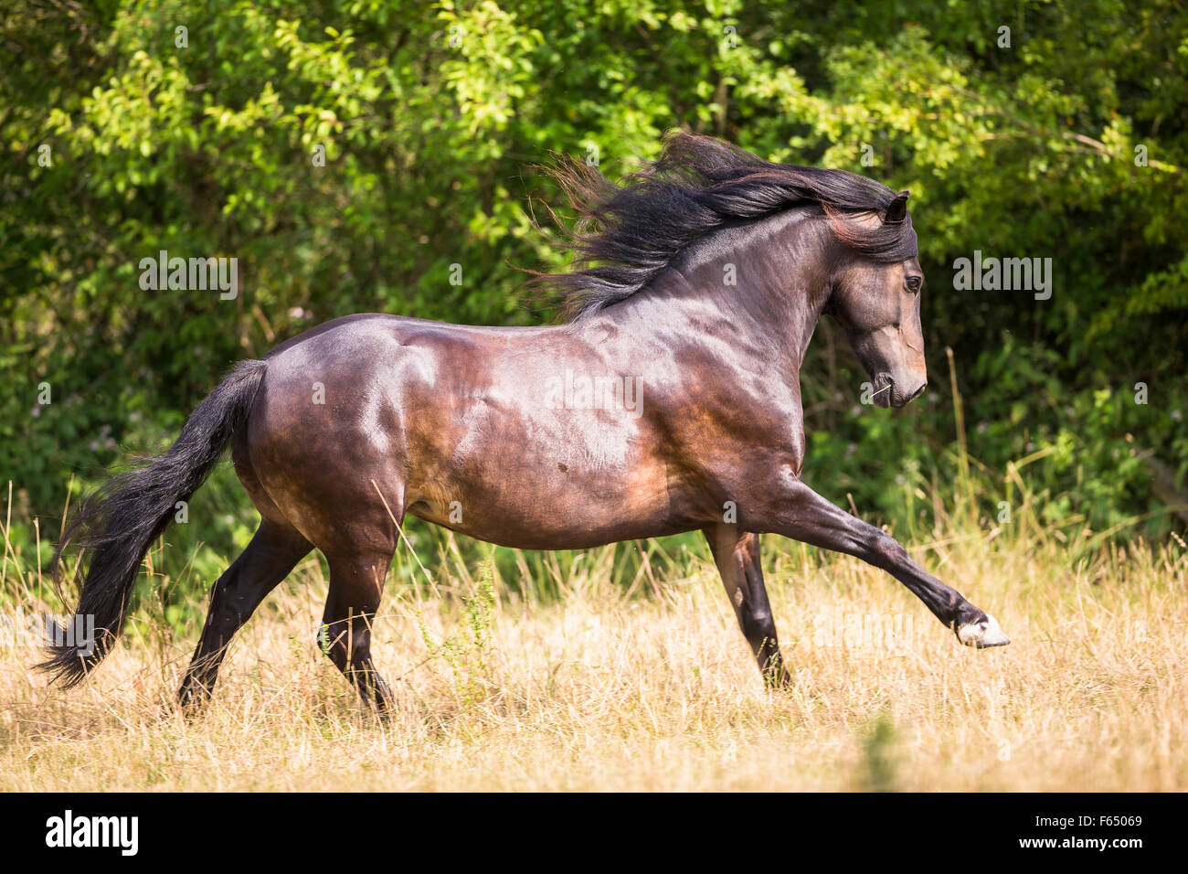 Bay welsh pony hi-res stock photography and images - Alamy