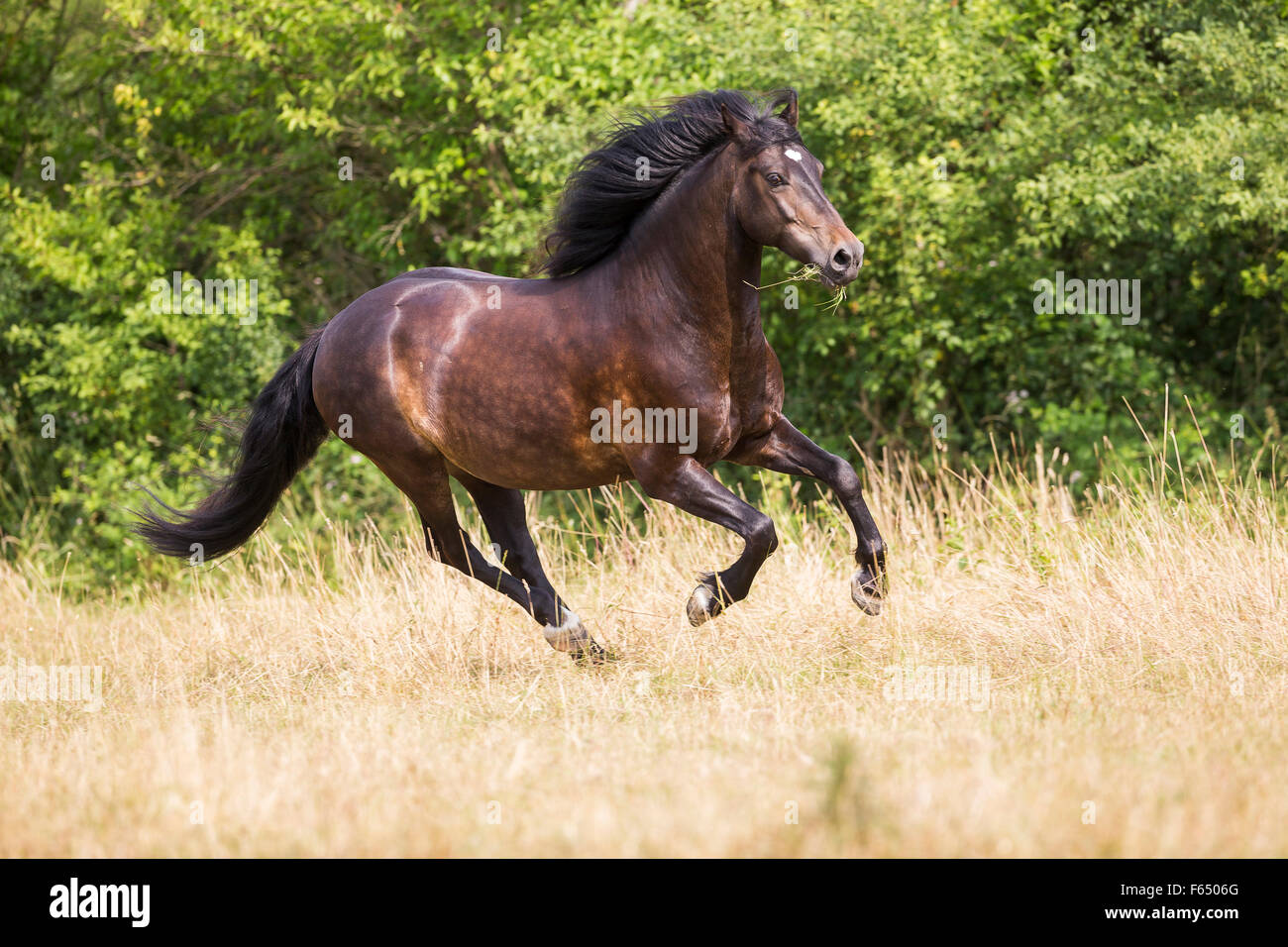 Welsh Cob, Welsh Pony Sektion D. Bay adult galloping on a pasture ...