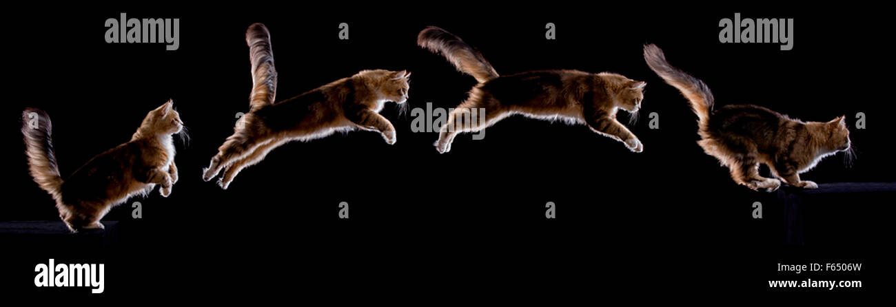 Domestic cat. Adult leaping. Sequence against a black background ...