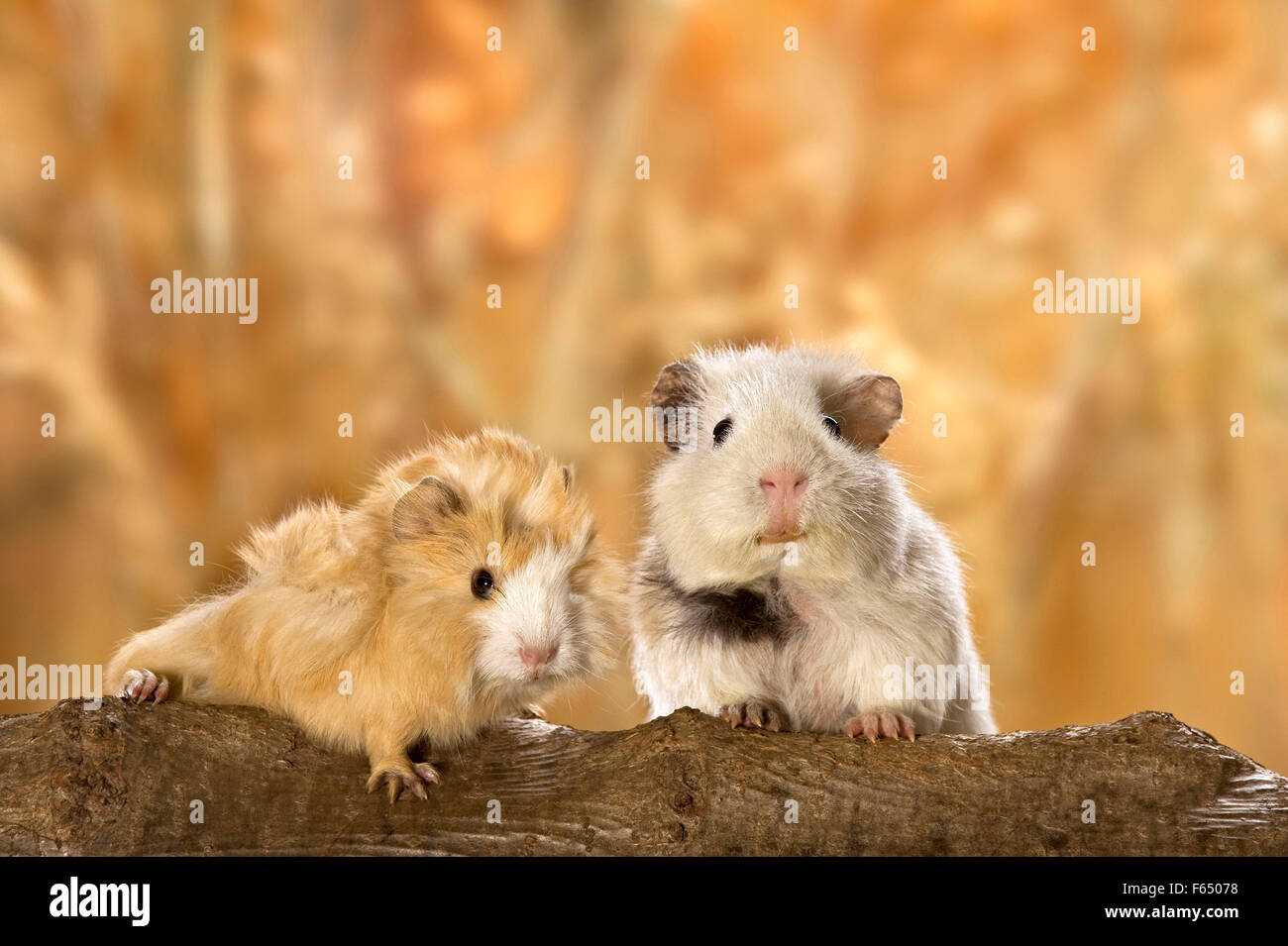 3 weeks hi-res stock photography and images - Alamy