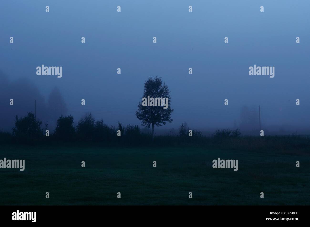 heavy midnight fog over forest, tree and field in late summer Stock ...