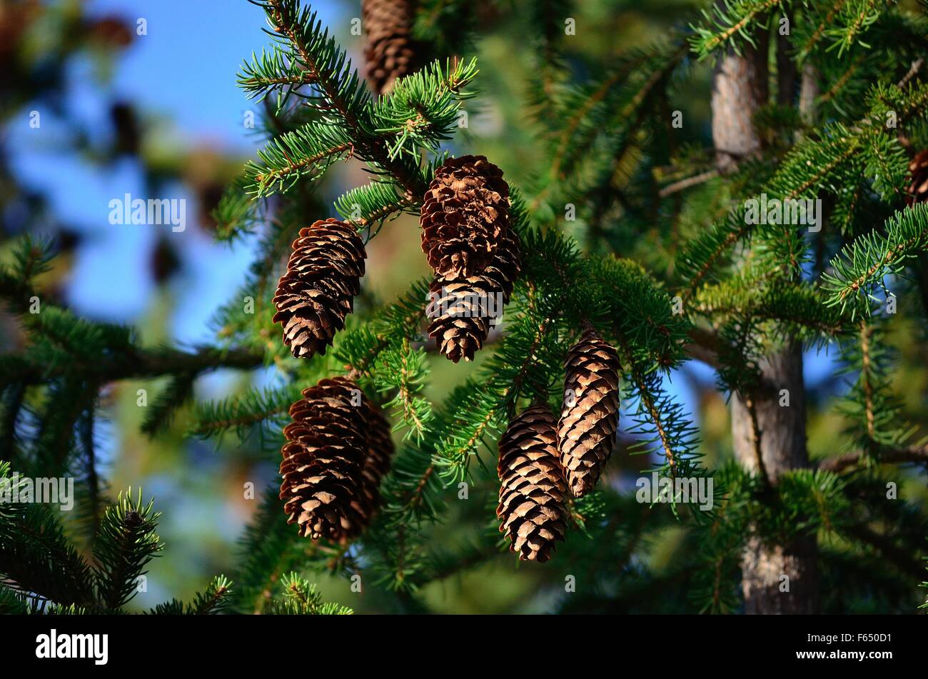 big brown spruce tree cones on spruce tree in summer sunshine Stock ...
