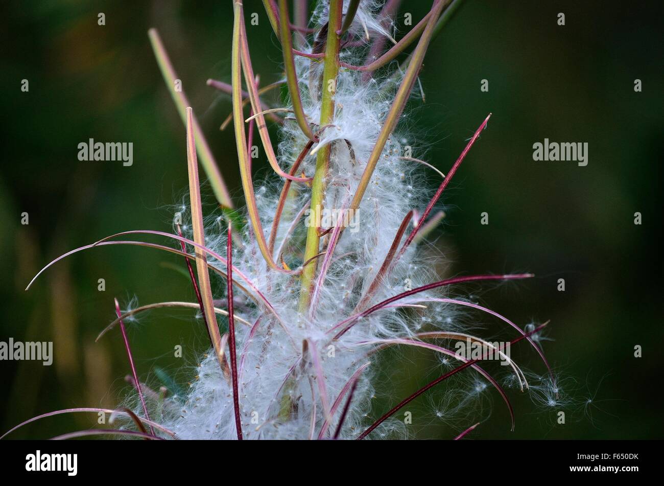 Bloodvine hi-res stock photography and images - Alamy