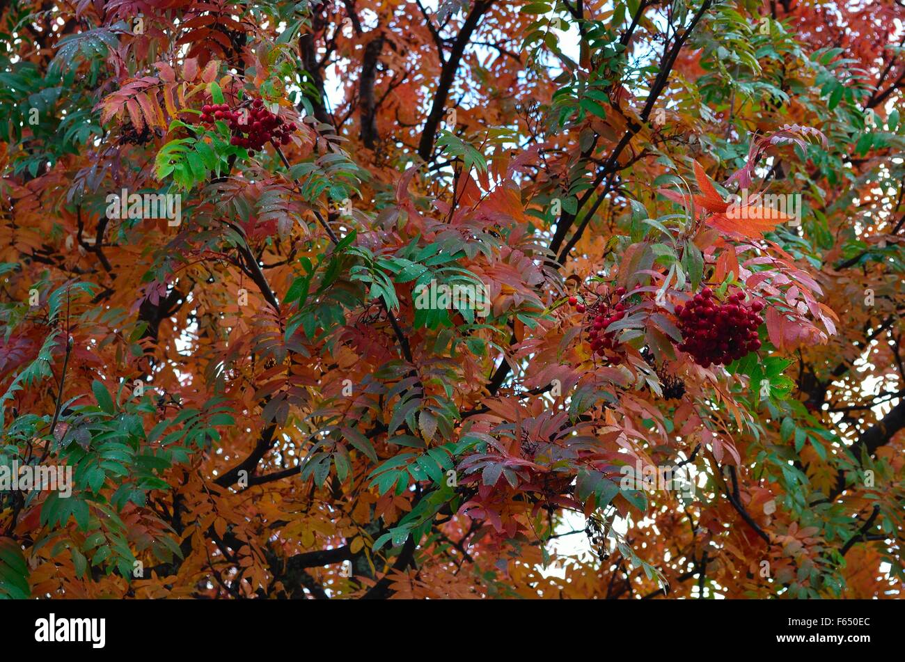 colorful autumn color on rowan tree and leaf Stock Photo - Alamy