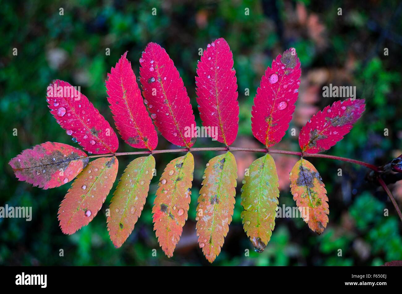 colorful autumn color on rowan tree and leaf Stock Photo - Alamy