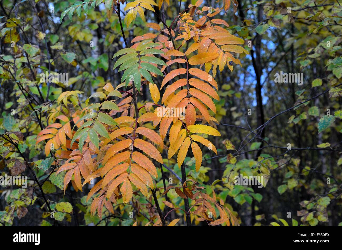 colorful autumn color on rowan tree and leaf Stock Photo - Alamy
