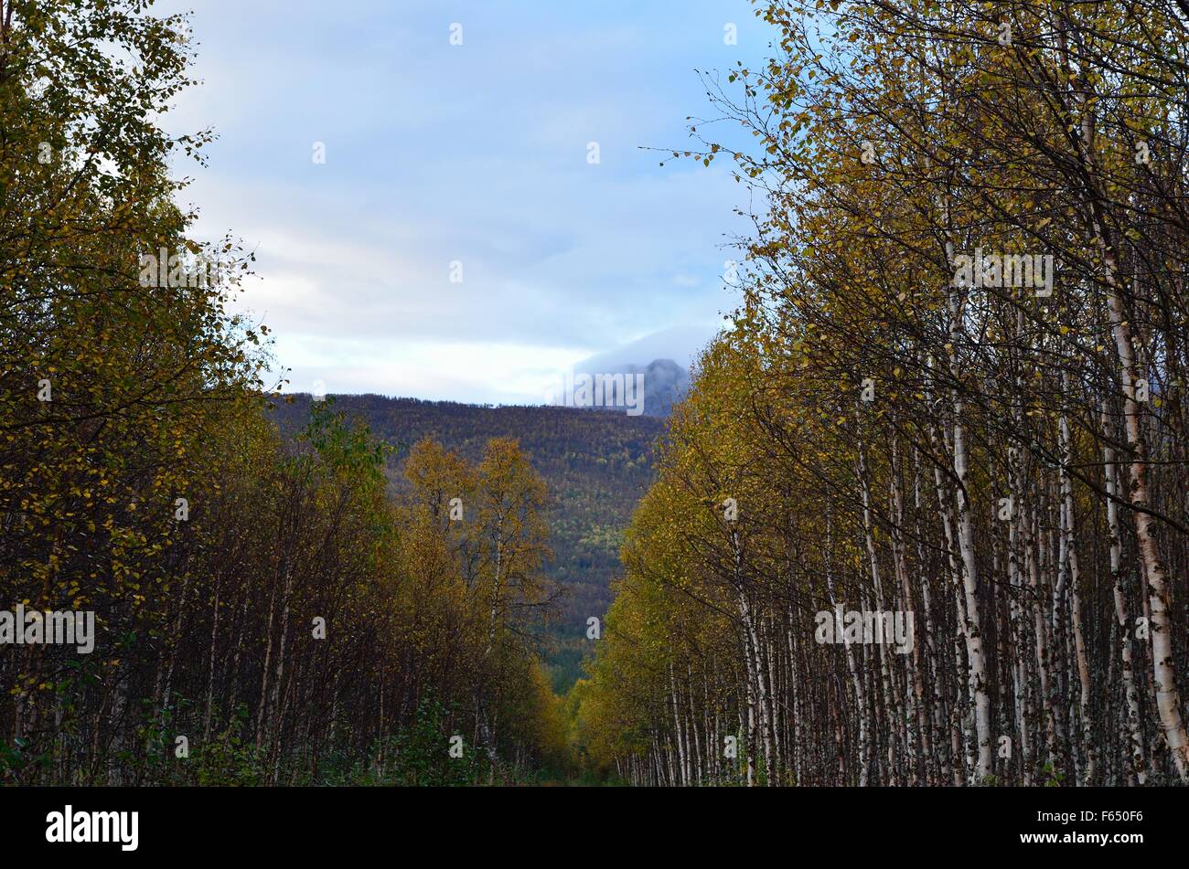 beautiful birch tree tops with autumn colors and mountain background ...