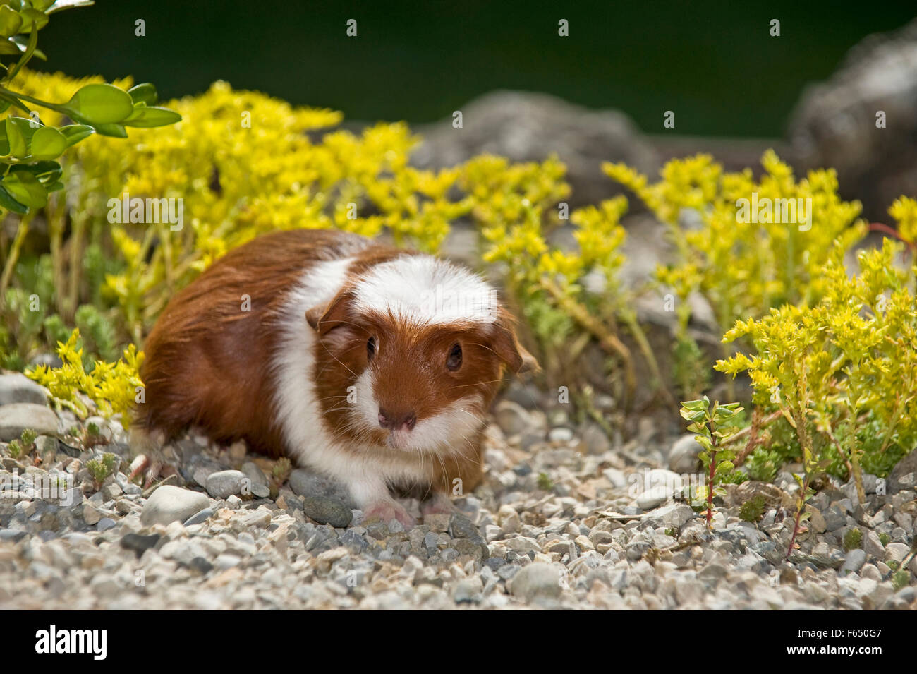 English guinea pig hi-res stock photography and images - Alamy