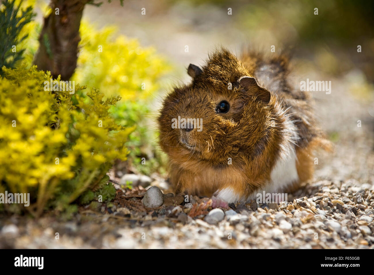 Abyssinian Guinea Pig, Cavie (agouti and white) on pebbles. Germany ...