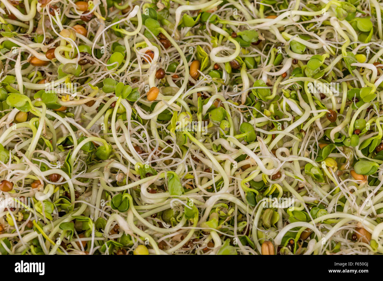 Fresh sprouts background, close up Stock Photo - Alamy