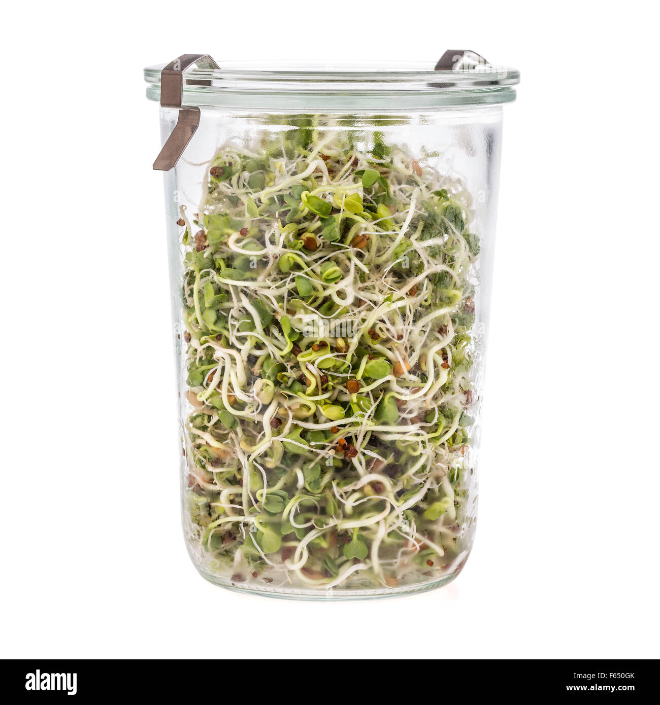 Germinate seed hi-res stock photography and images - Alamy