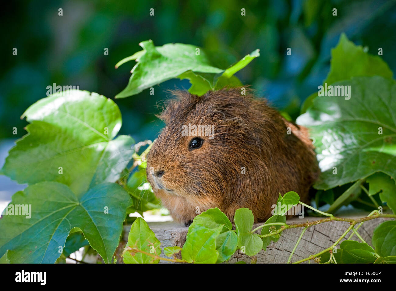Smooth-haired Agouti Guinea Pig with grapevine leaves. Germany Stock ...