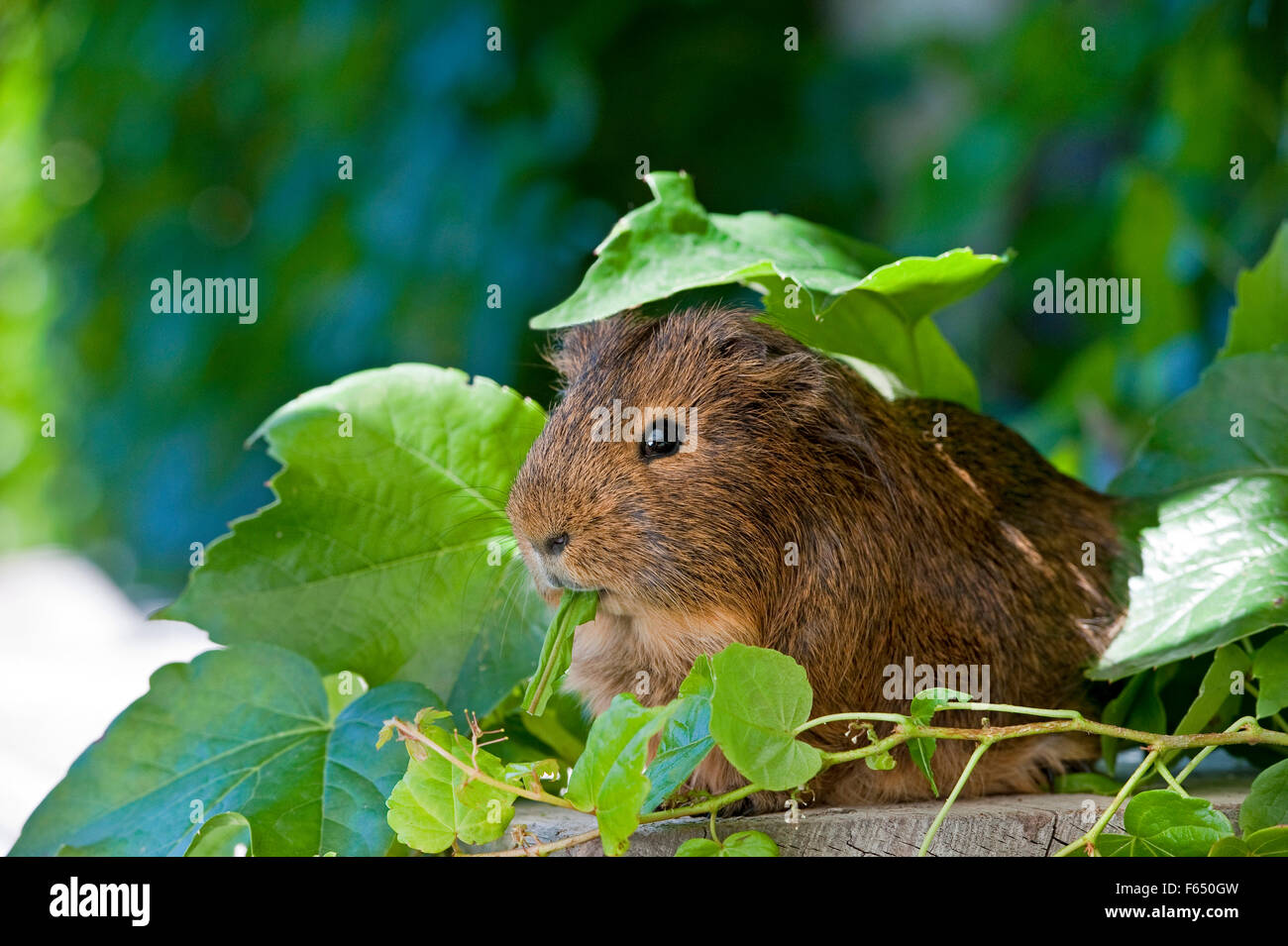 Smooth-haired Agouti Guinea Pig with grapevine leaves. Germany Stock ...