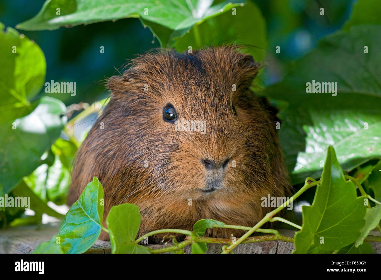 Smooth-haired Agouti Guinea Pig with grapevine leaves. Germany Stock ...