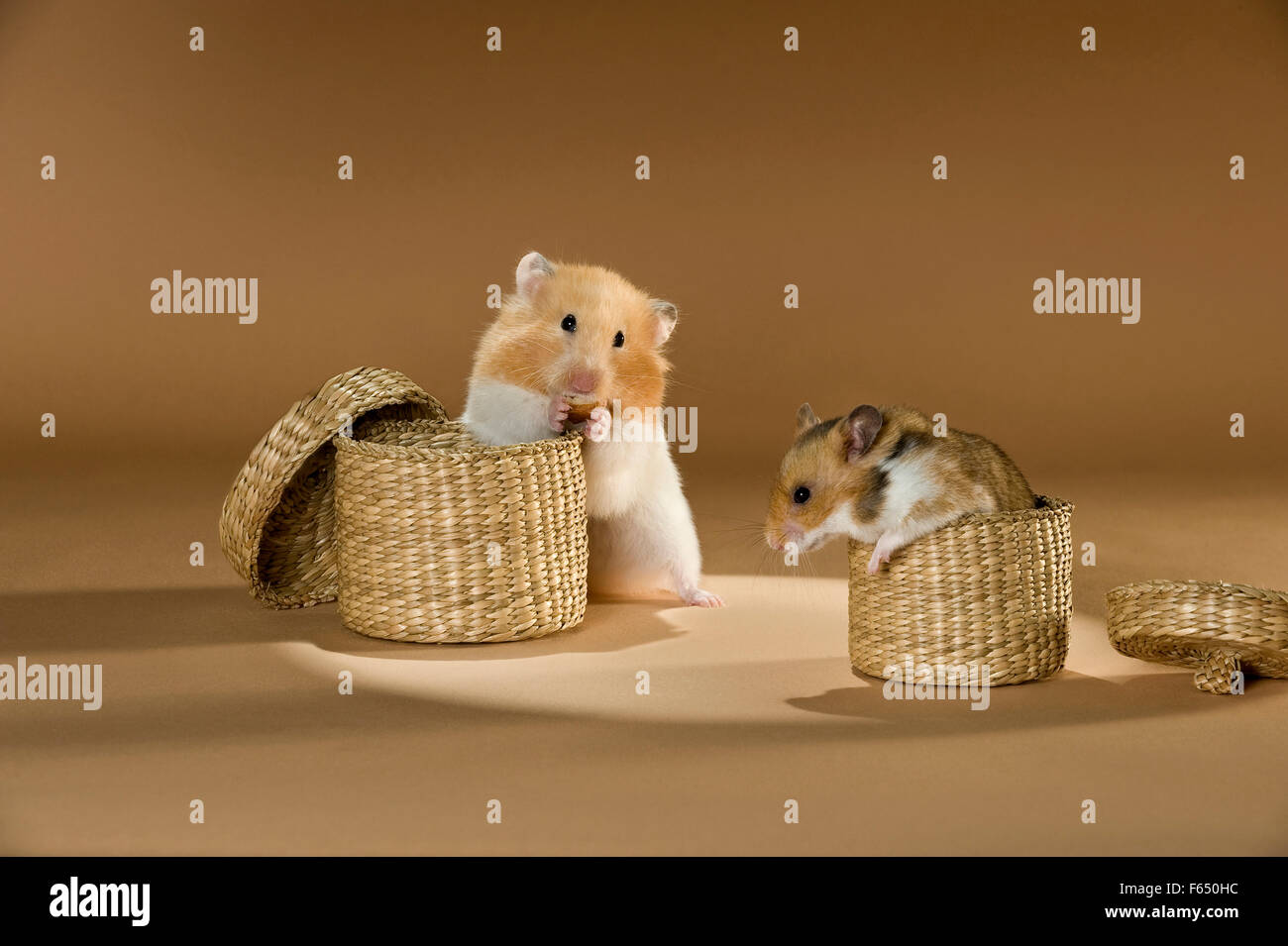 Syrian Hamster. Pair foraging in small wicker baskets. Germany Stock ...