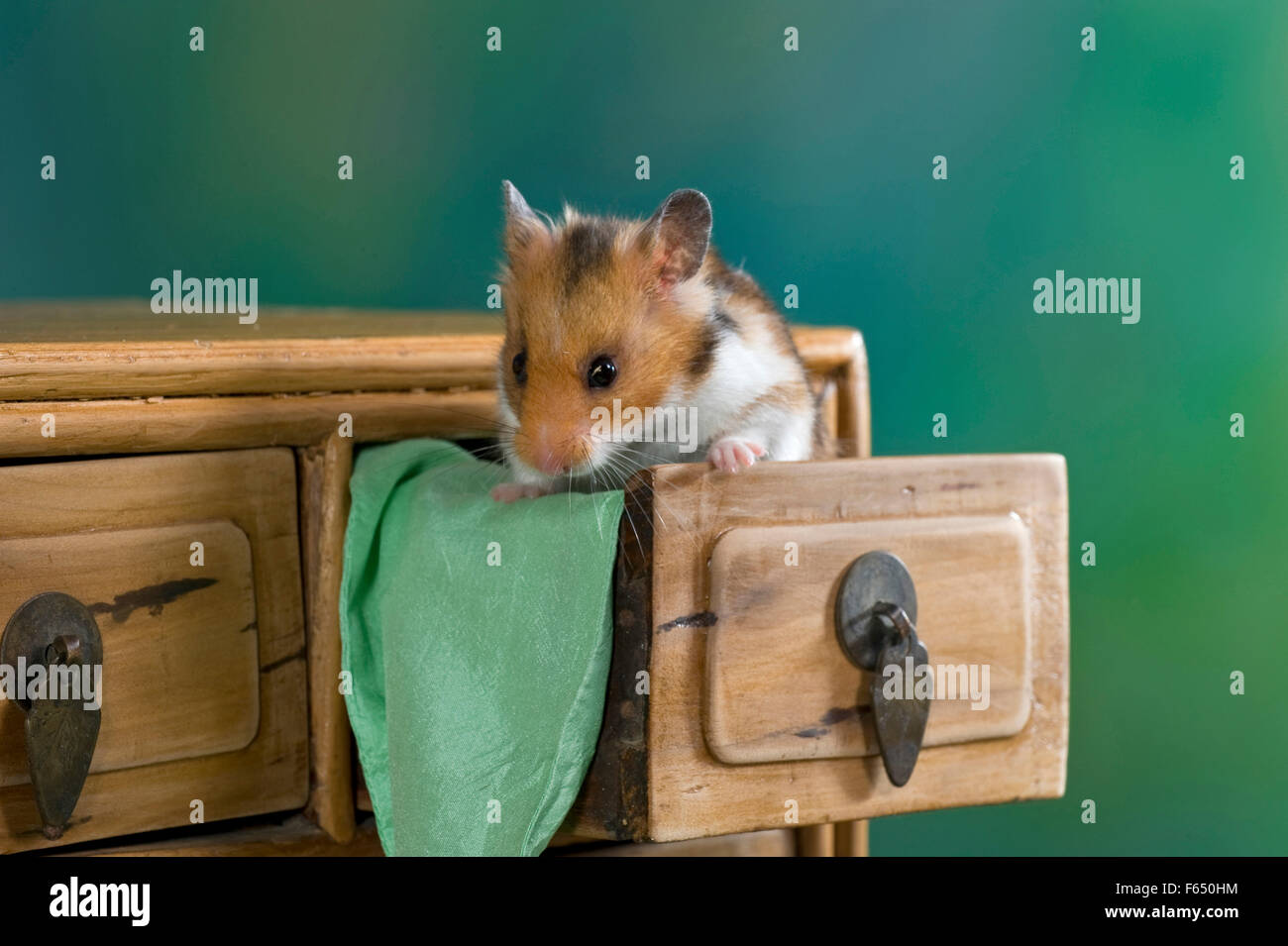 Cabinet of germany hi-res stock photography and images - Alamy