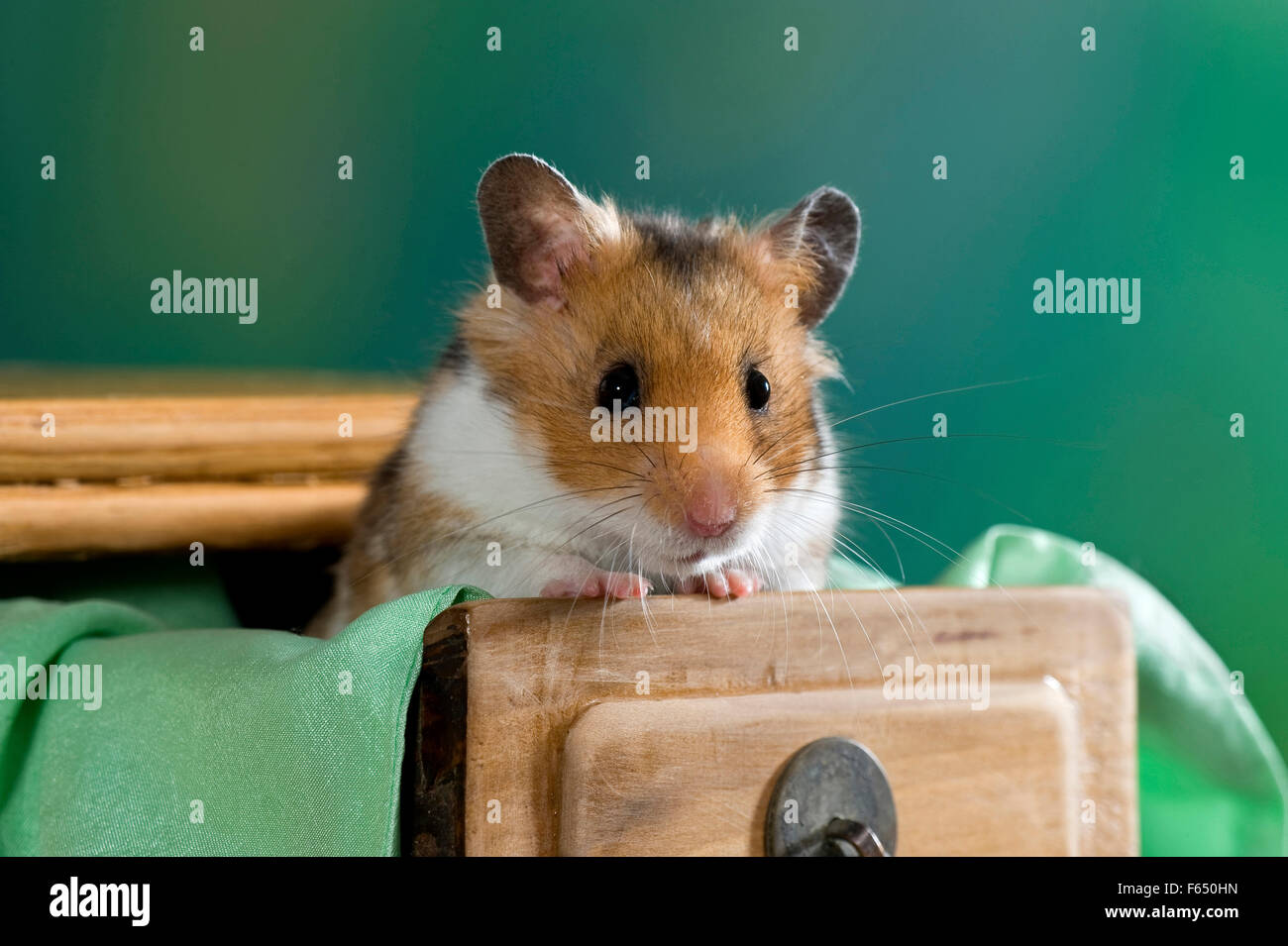 Cabinet of germany hi-res stock photography and images - Alamy