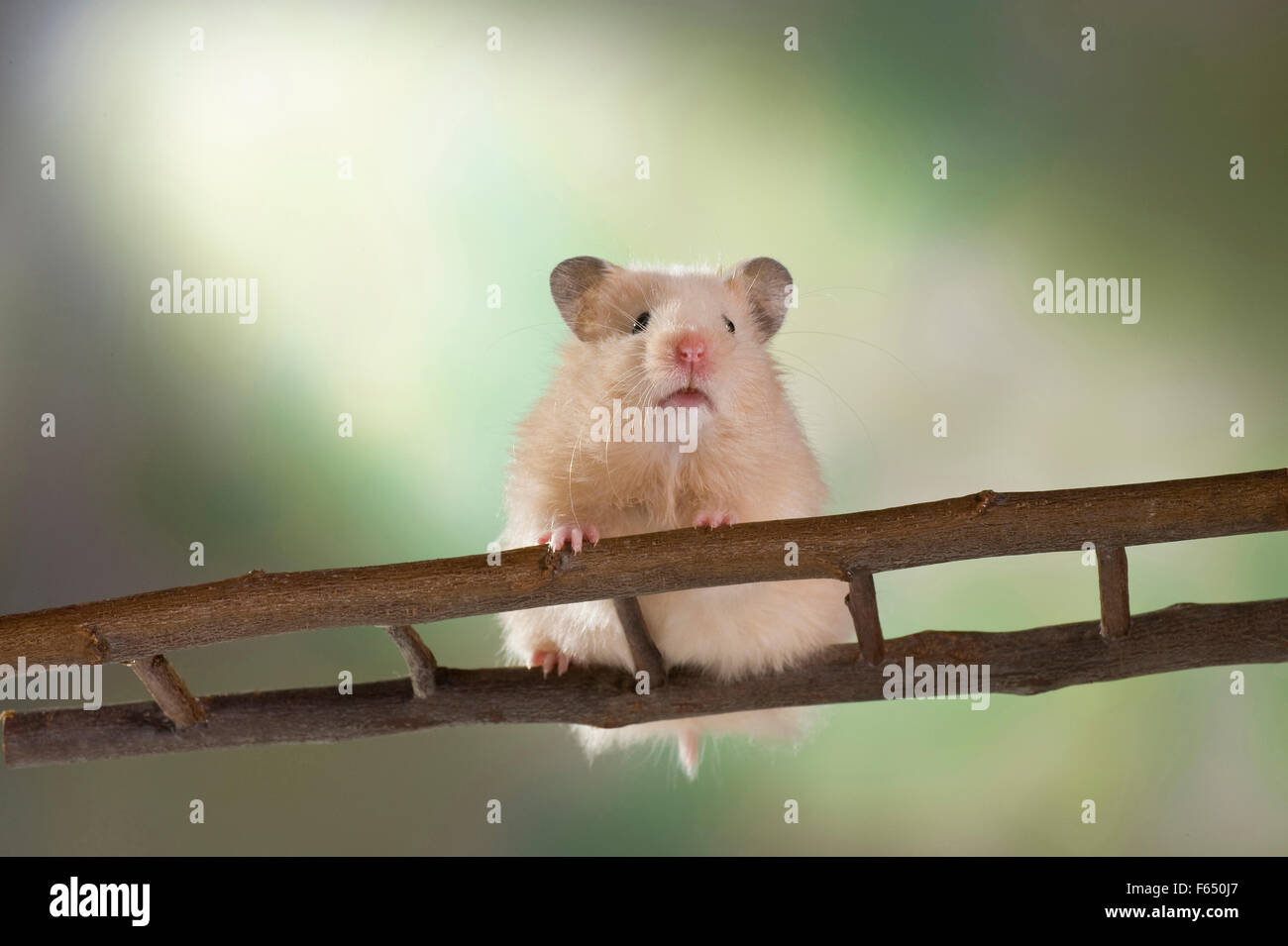 Juvenile cream Teddy Hamster climbing on a ladder. Germany Stock Photo ...