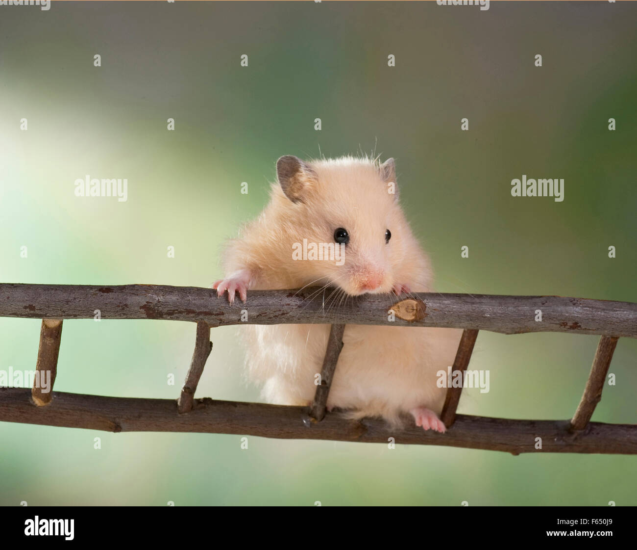 Juvenile cream Teddy Hamster climbing on a ladder. Germany Stock Photo ...