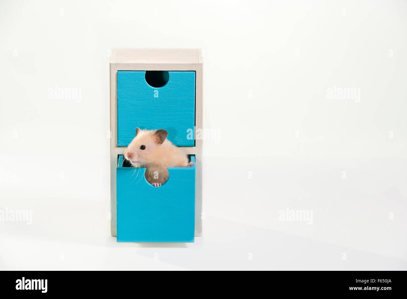 Juvenile Cream Teddy Hamster in a small blue-and-white drawer cabinet ...