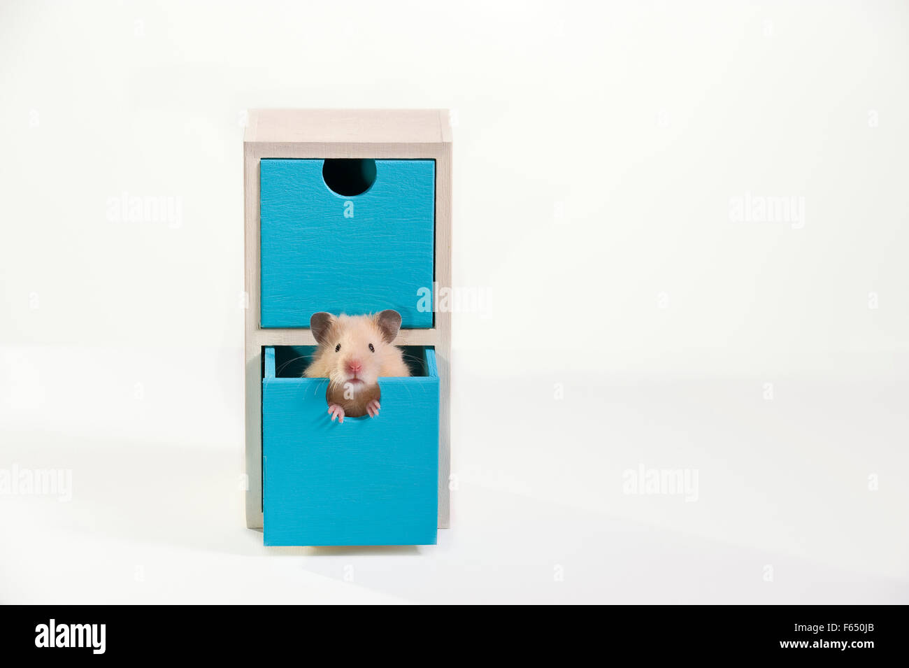 Juvenile Cream Teddy Hamster in a small blue-and-white drawer cabinet ...