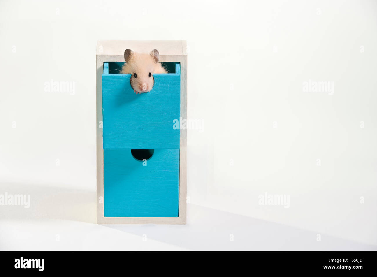 Juvenile Cream Teddy Hamster in a small blue-and-white drawer cabinet ...