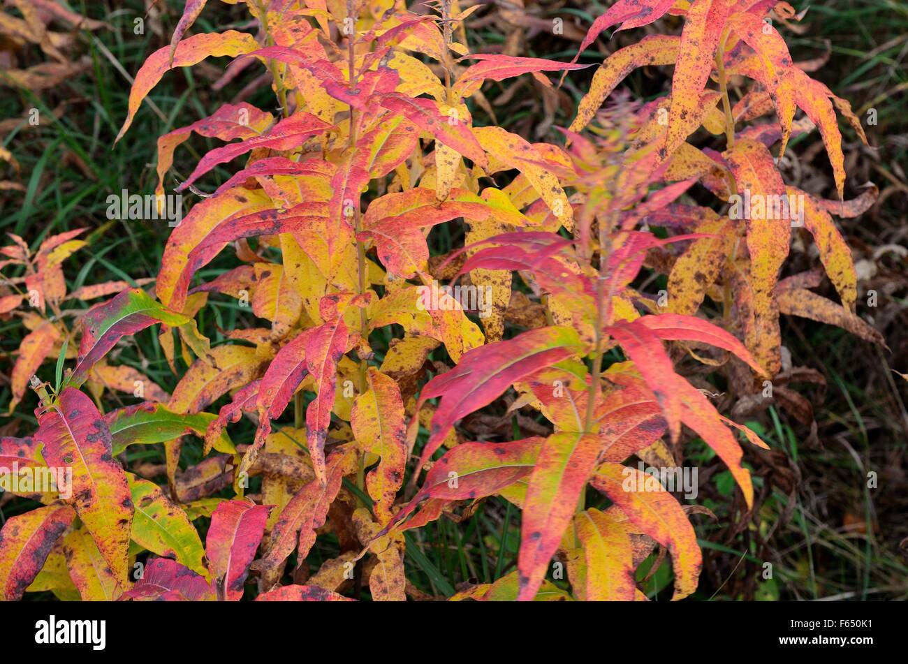 vibrant orange and pink colors on small blood vine plant in autumn ...