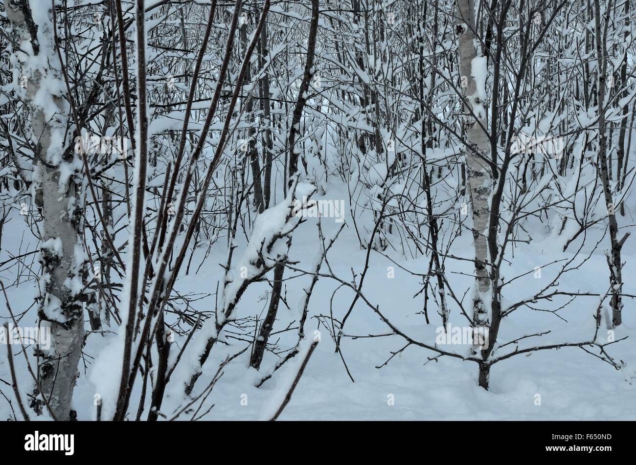 snow and ice covered forest trees and foliage Stock Photo - Alamy