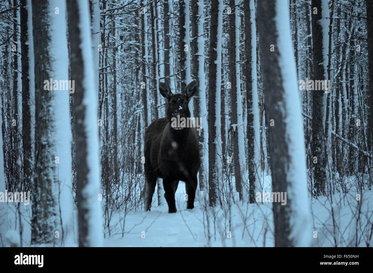 beautiful moose in snowy pine tree forest Stock Photo - Alamy