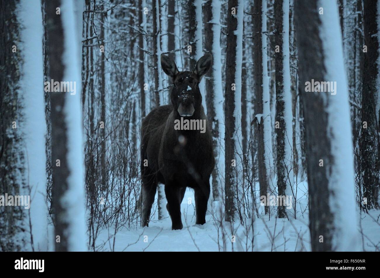 curious moose standing in snow covered pine tree forest in the deep ...
