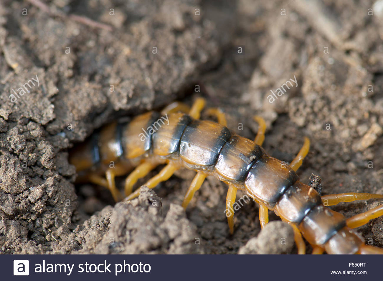 Centipede Scolopendra Sp Stock Photos & Centipede Scolopendra Sp Stock ...