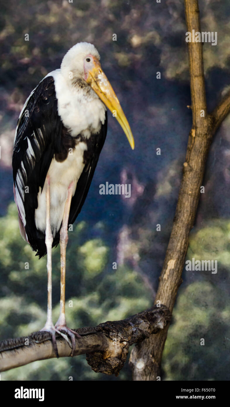 Pictorialism hi-res stock photography and images - Alamy