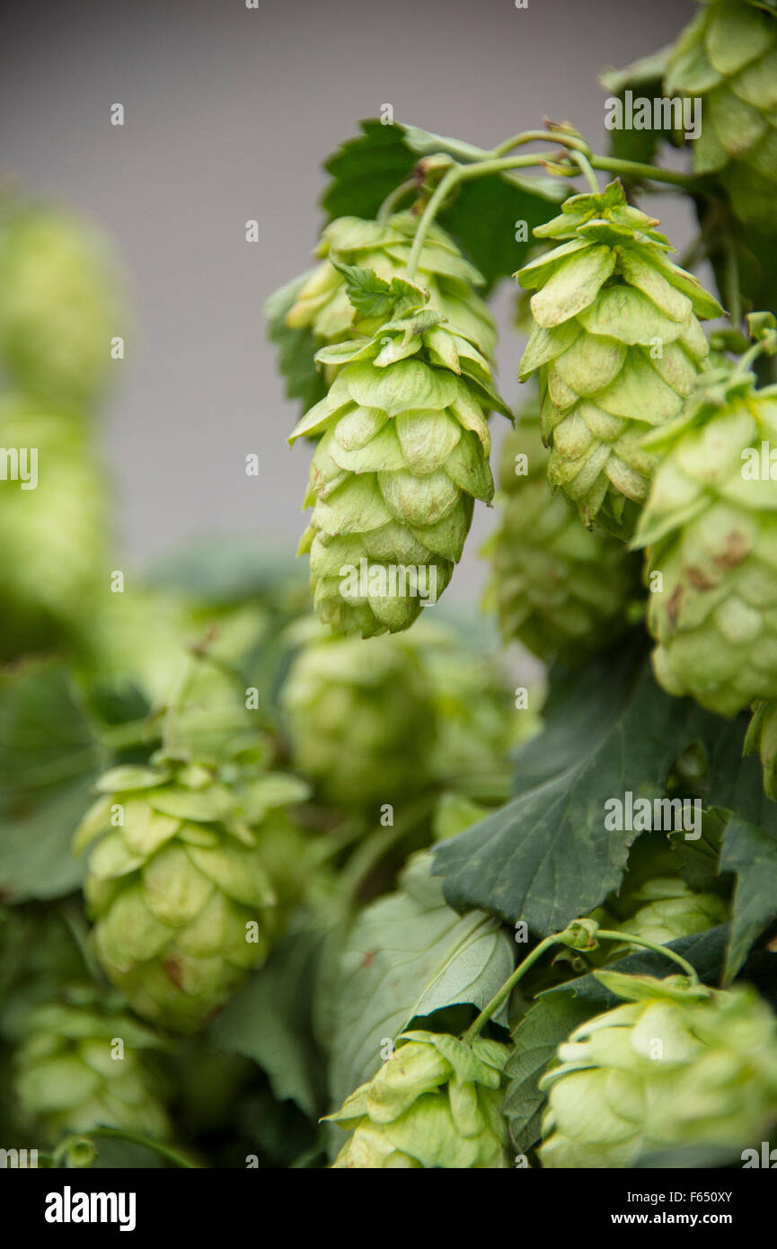 Hops flowering hi-res stock photography and images - Alamy