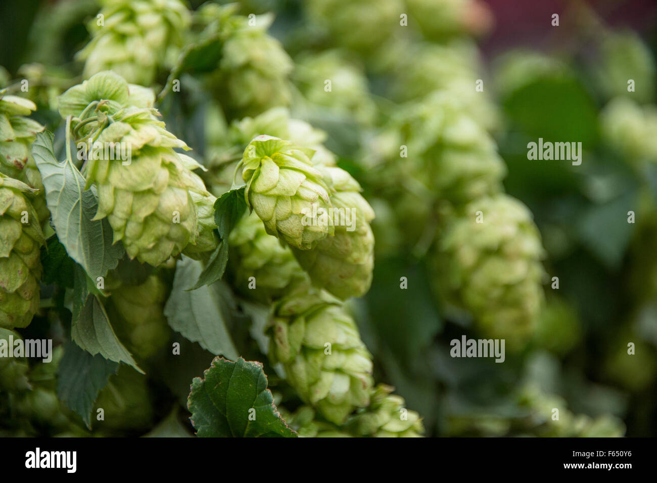 Humulus lupulus or hops Stock Photo - Alamy