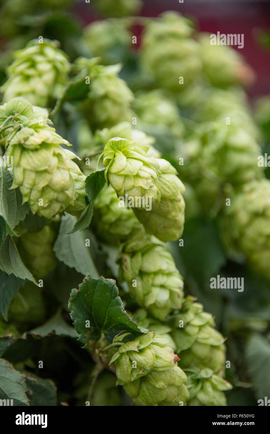 Humulus lupulus or hops Stock Photo - Alamy