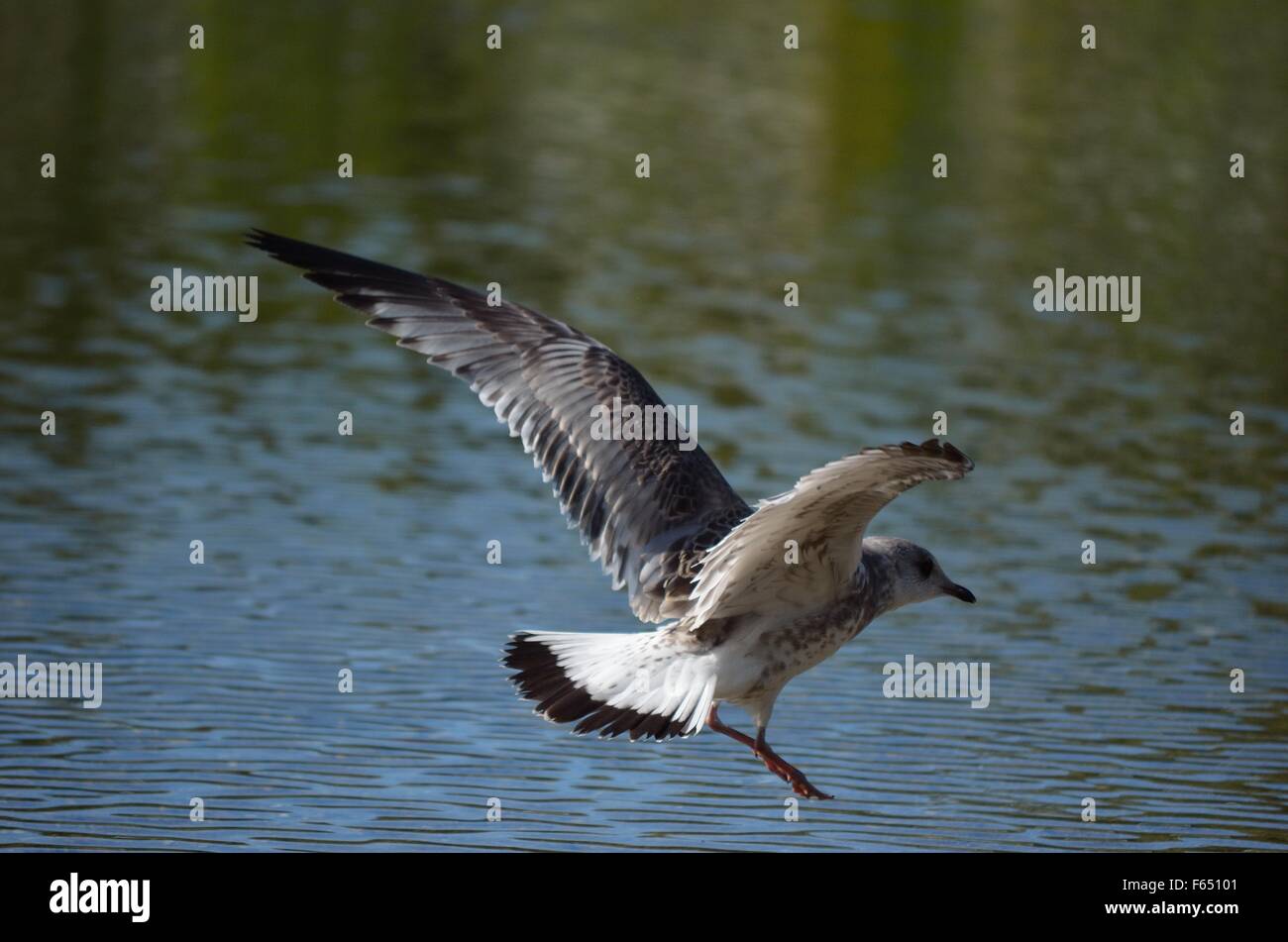 beautiful seagull taking off from cold blue pond in summer sunshine ...