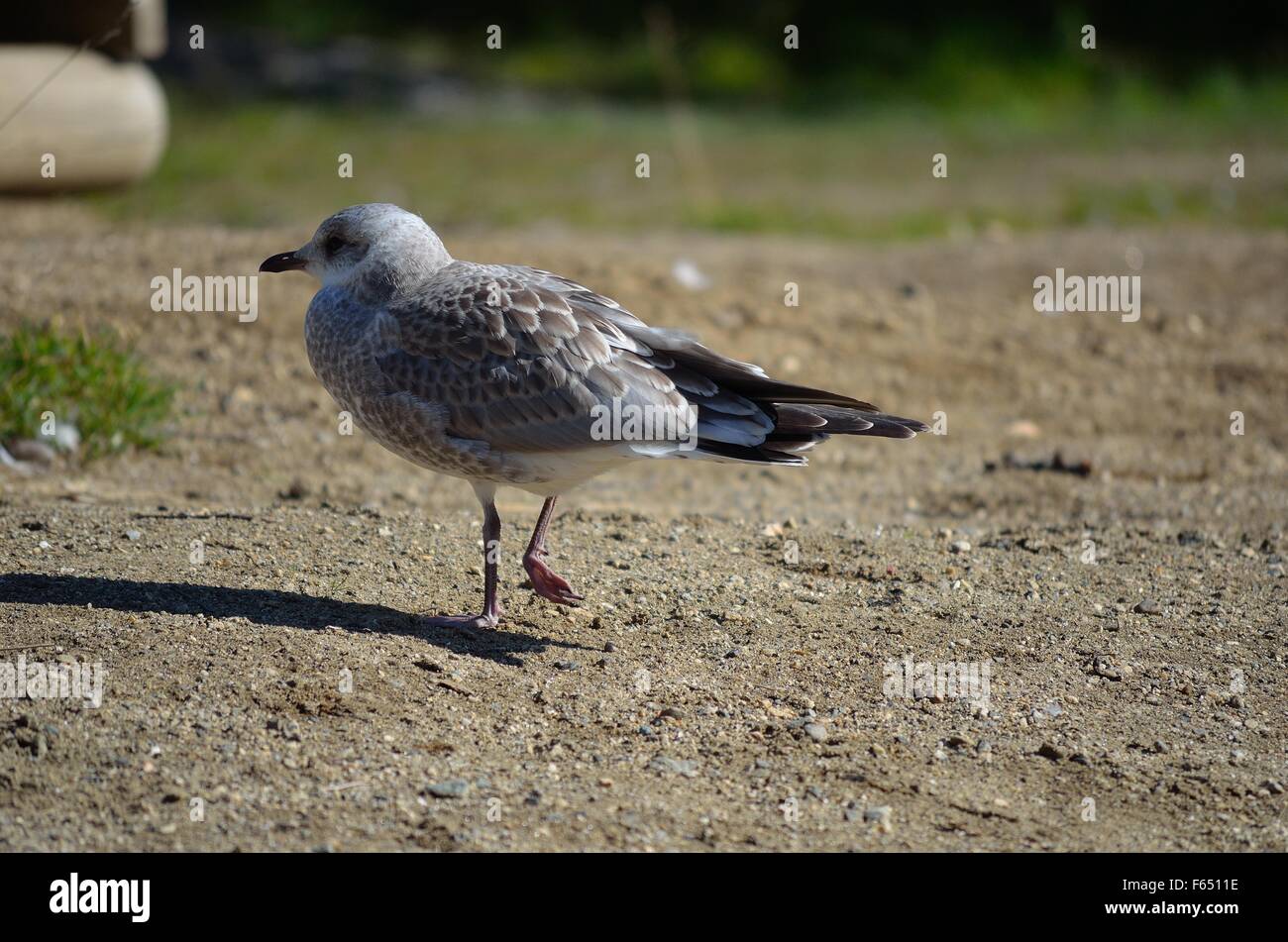 Seagull walking on beach close hi-res stock photography and images - Alamy
