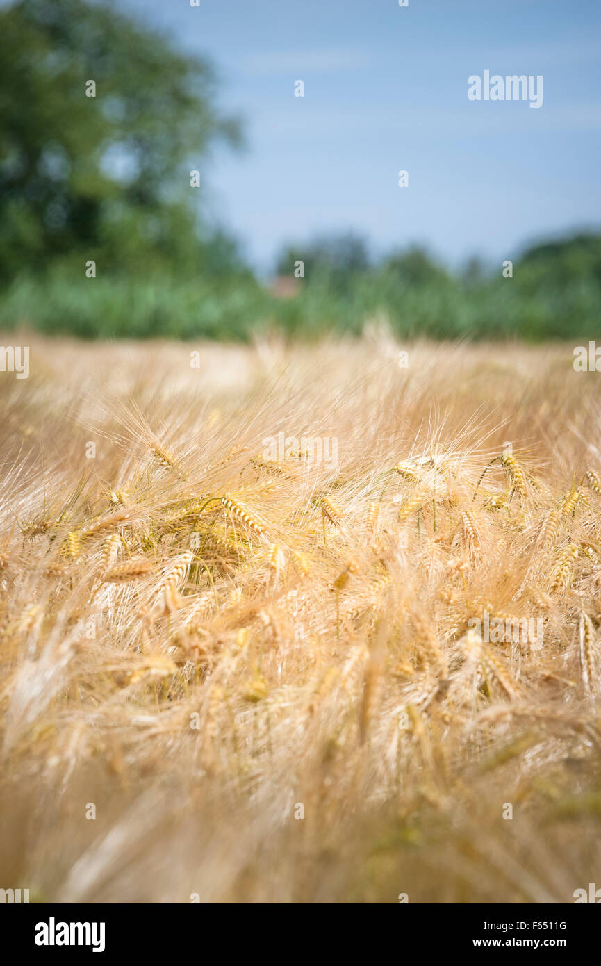 Biloogical hi-res stock photography and images - Alamy