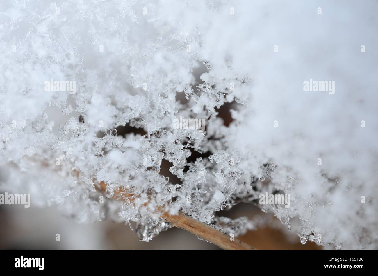 beautiful new snow crystals closeup Stock Photo - Alamy