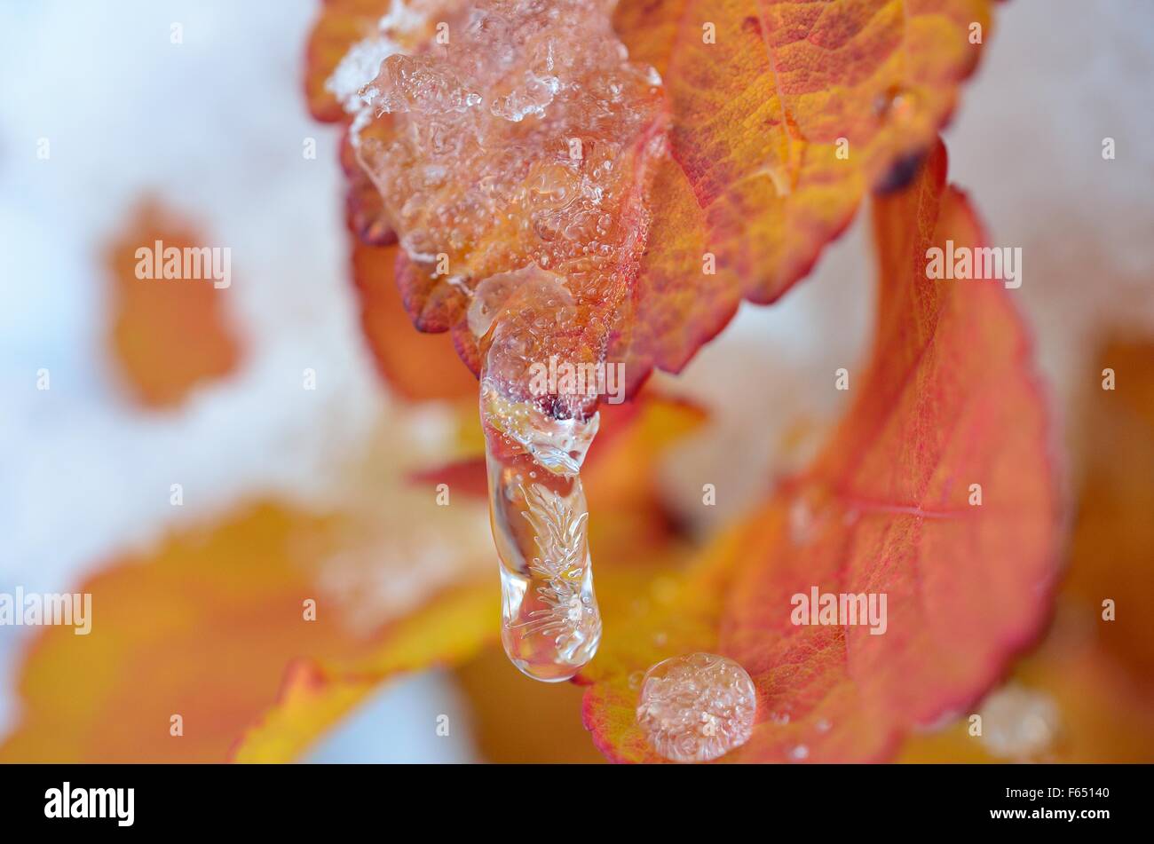 snow and ice covered colorful autumn leaf in the arctic circle Stock ...