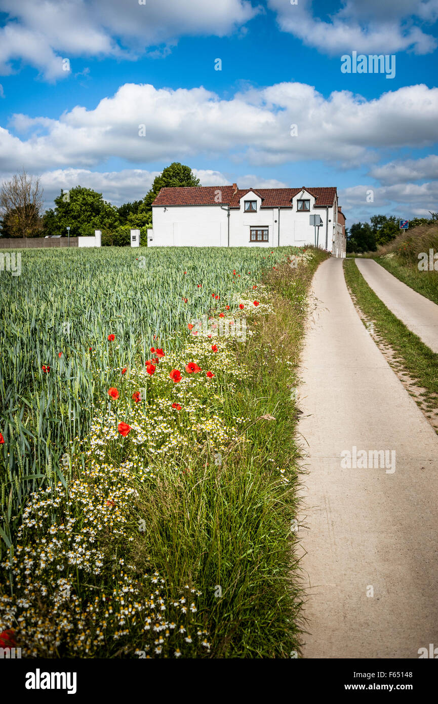 poppy flowers in wheat field with farm in distance Stock Photo - Alamy