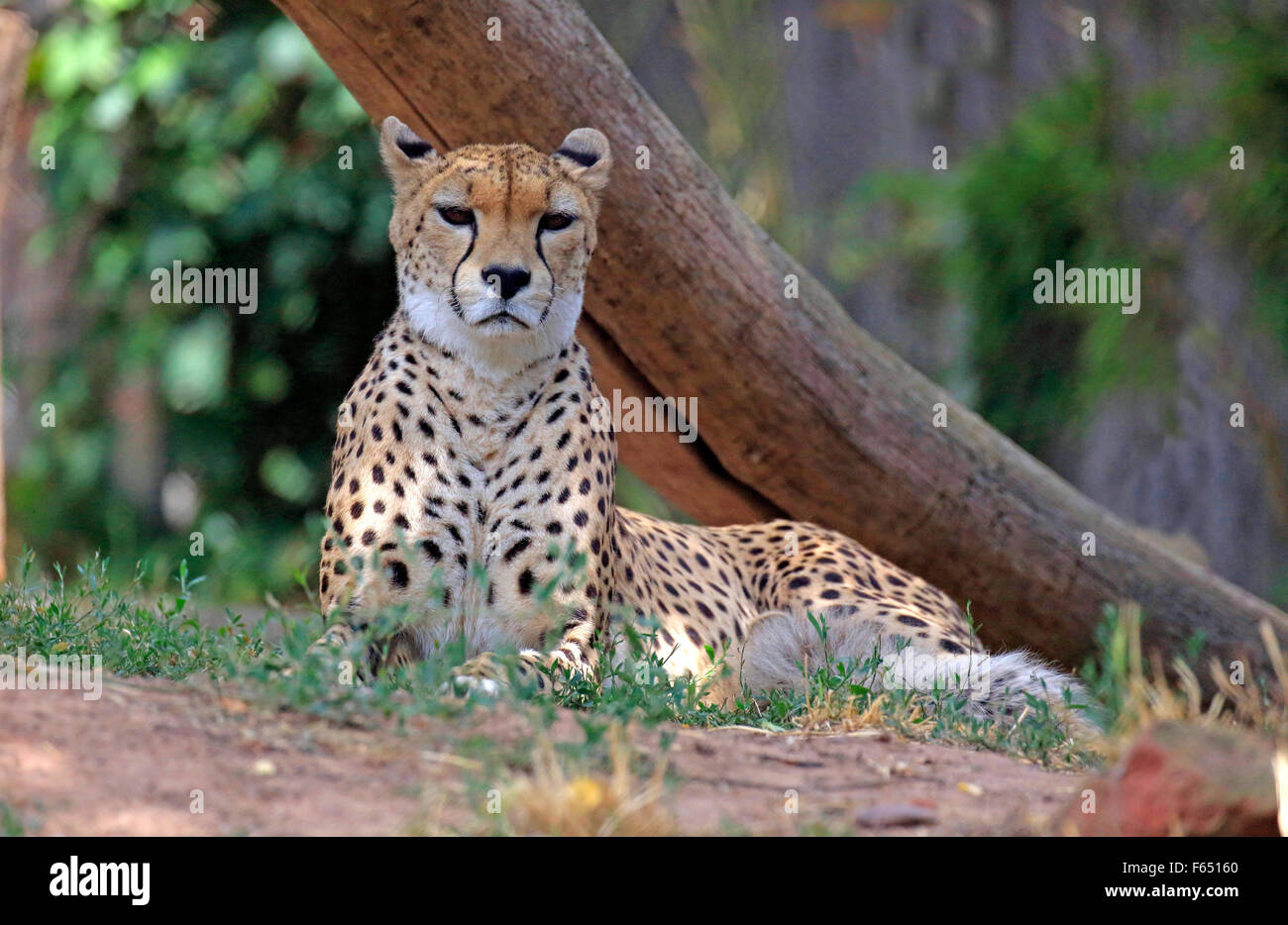 Sudan Cheetah, Northeast African Cheetah (Acinonyx jubatus soemmeringii ...