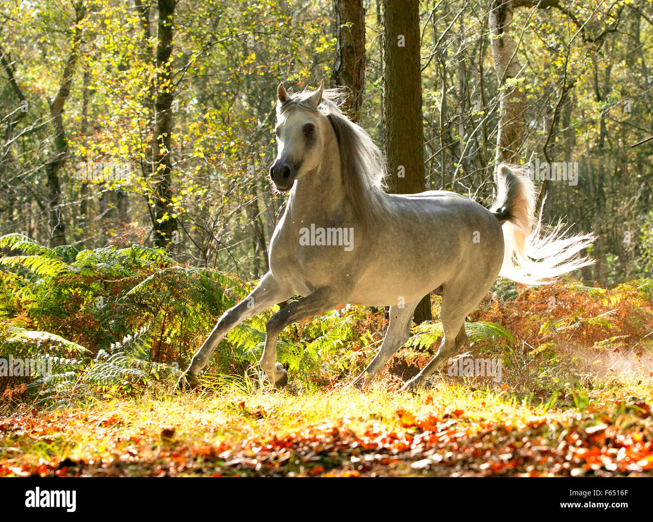 Arabian forest hi-res stock photography and images - Alamy