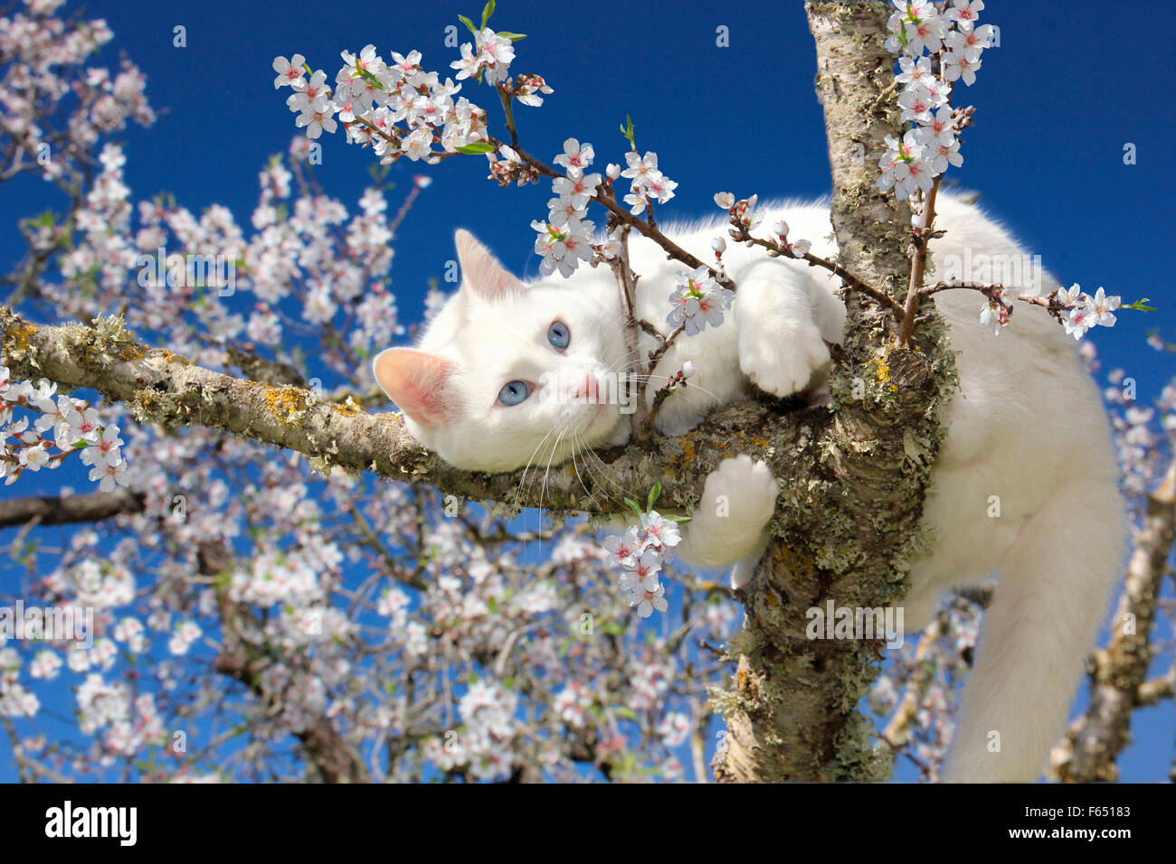 Domestic cat. White adult climbing in a flowering Almond tree. Spain ...