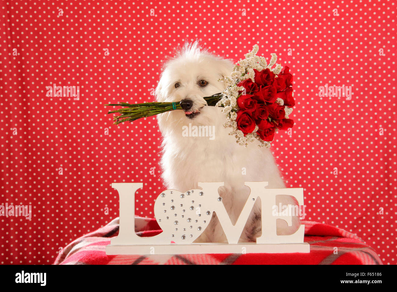 Maltese sitting behind the letters LOVE while carrying a bouquet of red ...
