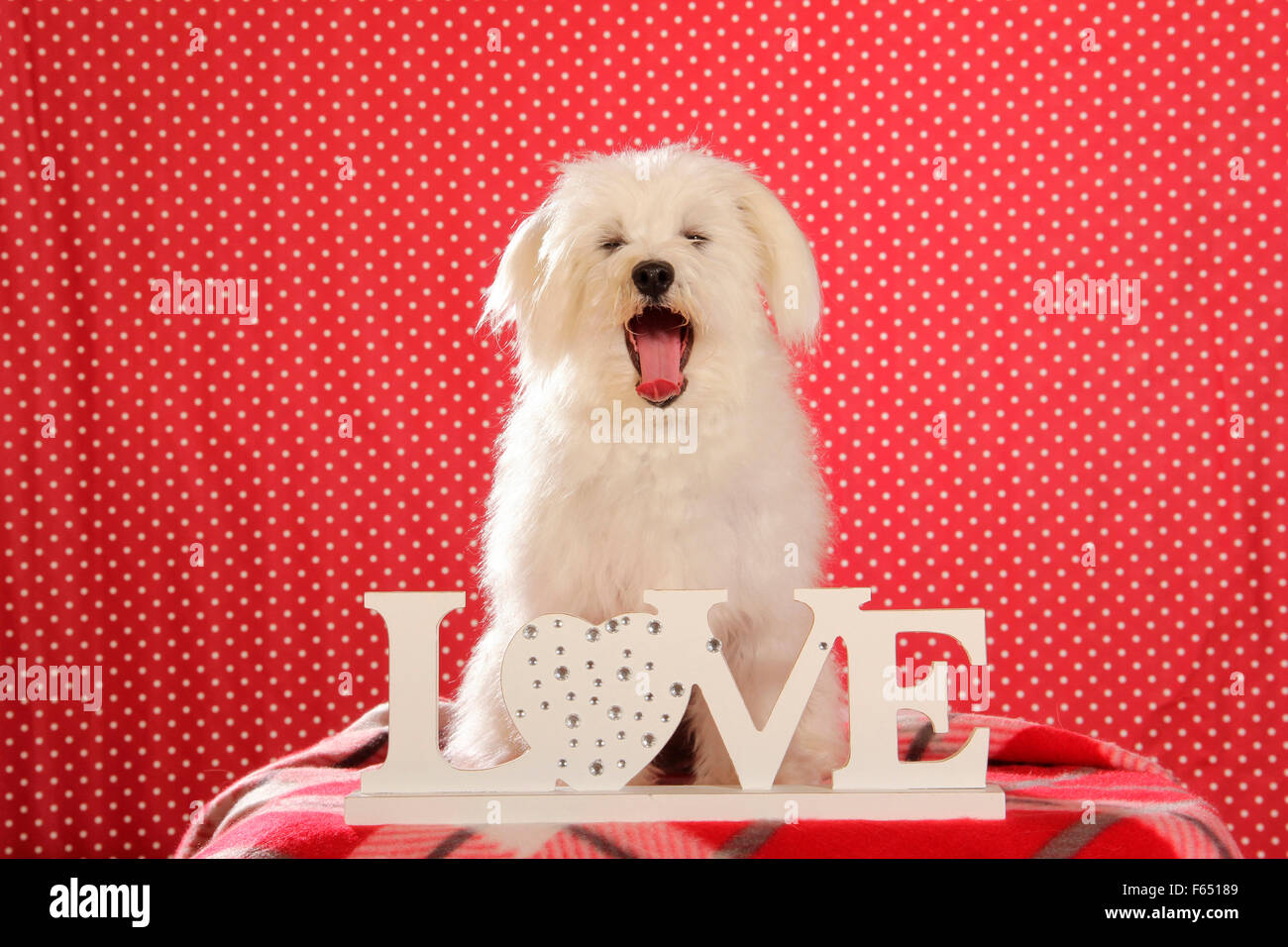 Maltese malteser hi-res stock photography and images - Alamy