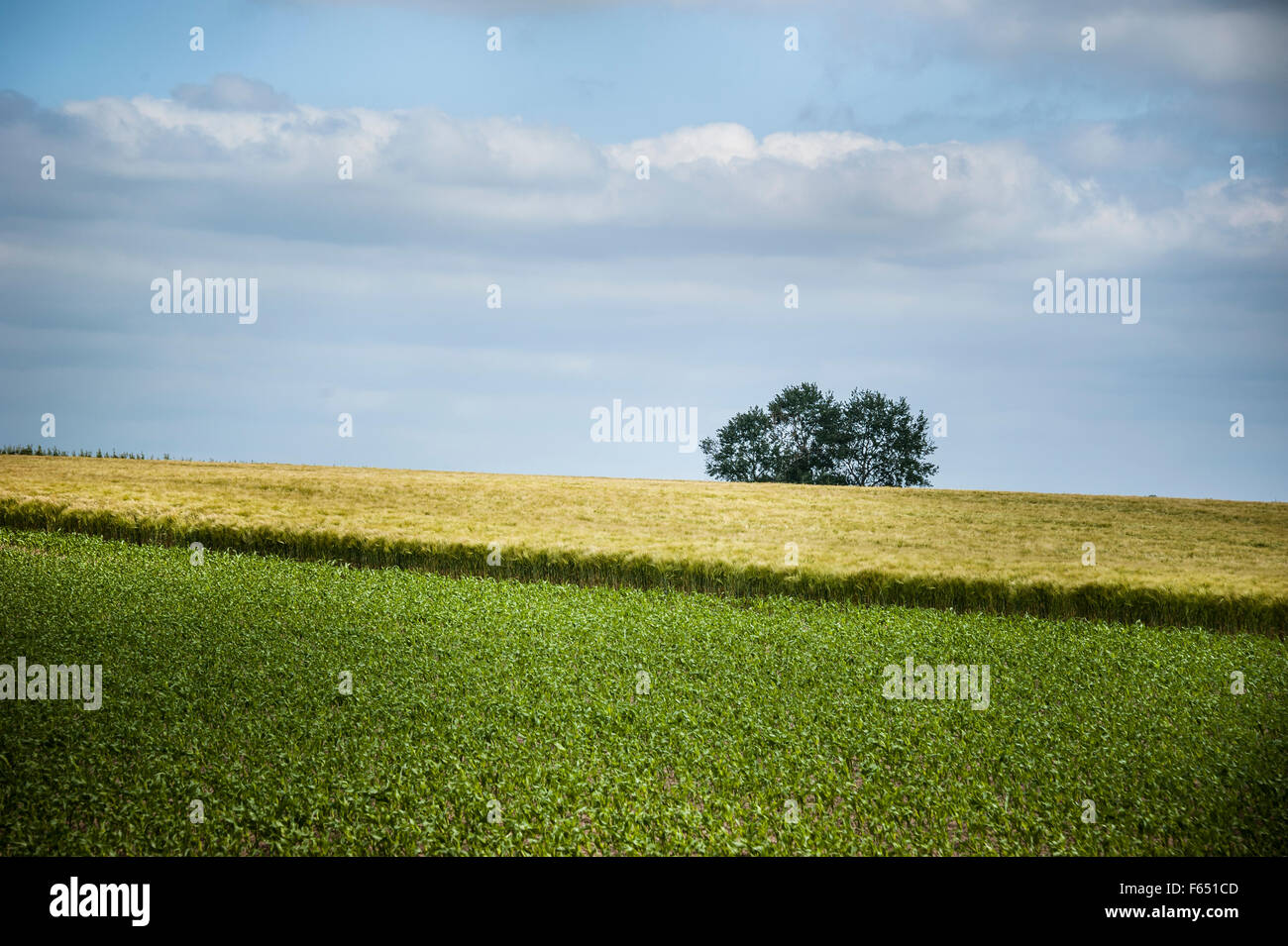 Tree and fields hi-res stock photography and images - Alamy